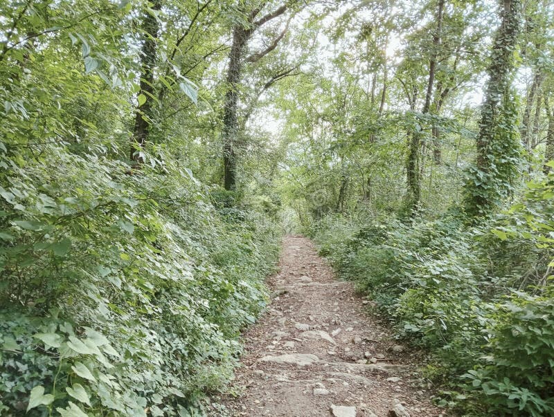 Path among the Greenery of Nature Stock Photo - Image of stream, tree ...