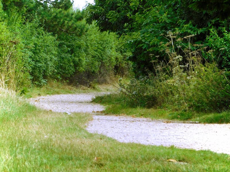 Path through greenery stock photo. Image of nature, path - 98315584