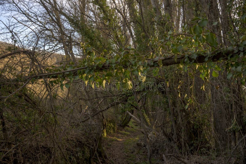 Path in Greenish Forest with Ivy on the Humid Trees Mysterious ...