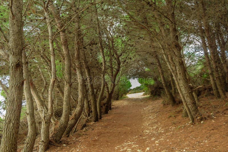 Path through a Grove of Pine Trees Stock Image - Image of still, path ...