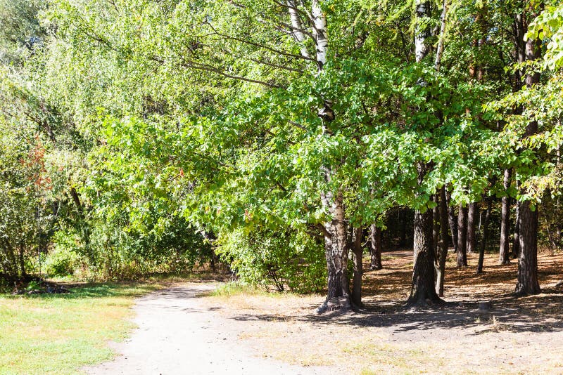 Path in Grove of Urban Park in Autumn Stock Photo - Image of yellow ...