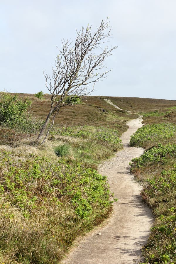 Path in the Heath and Windswept Tree Stock Image - Image of brown ...