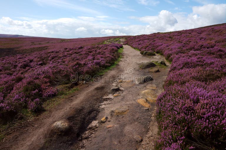 A Path through a Heather Landscape Stock Photo - Image of landscape ...
