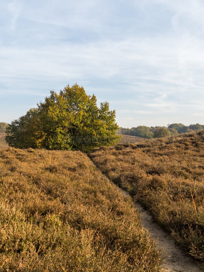 Path through Heathland in Fall Stock Image - Image of heath, plant ...