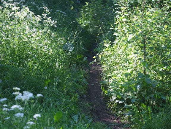 Path Hidden in Dense Thickets of Tall Grass Stock Image - Image of ...