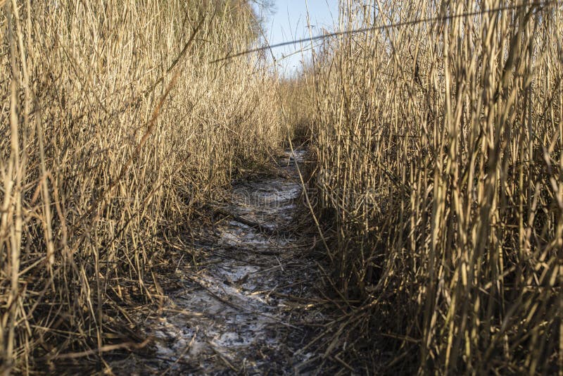 Path through High Reed in Winter Stock Image - Image of hiking ...