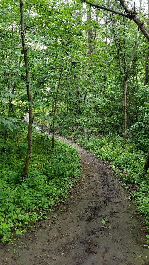 Path on a Hill in the Forest Stock Photo - Image of scene, road: 224851136