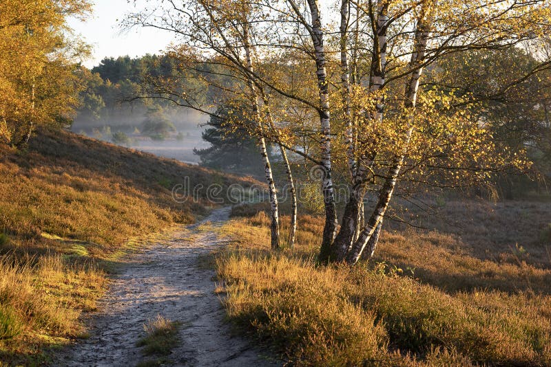 Path between Hills with Birth Trees in Autumn Stock Image - Image of ...