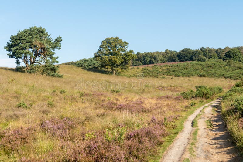 Path through Hills in Dutch Heathland Stock Image - Image of background ...