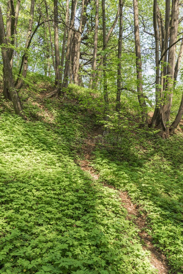 The path on the hillside stock photo. Image of forest - 76252946