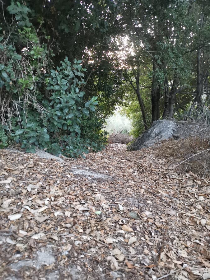 Path of hope stock image. Image of yard, walkway, tree - 233353687