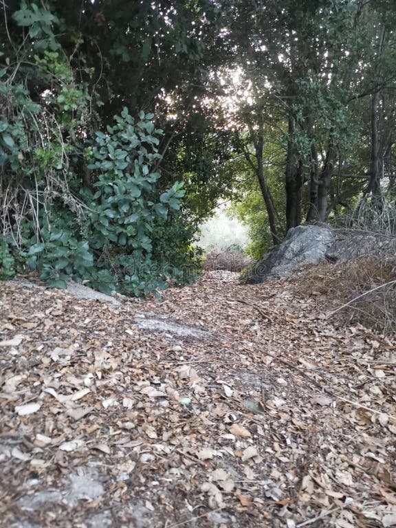 Path of hope stock image. Image of yard, walkway, tree - 233353687