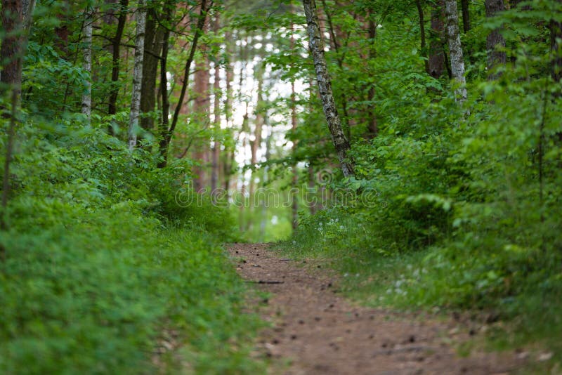 Path inside forest trees stock image. Image of horizontal - 73119499