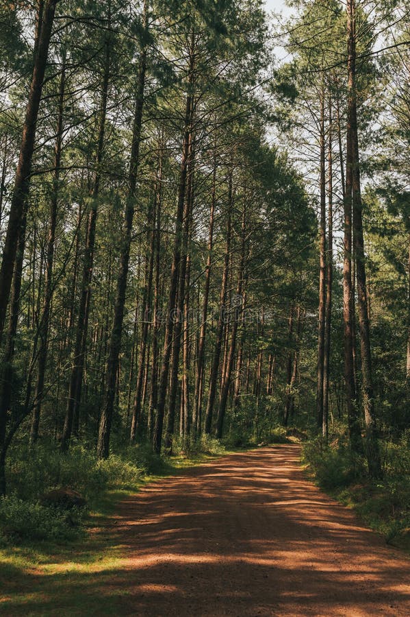 Path Inside the Forest of Very Tall Pine Trees, Surrounded by Green and ...