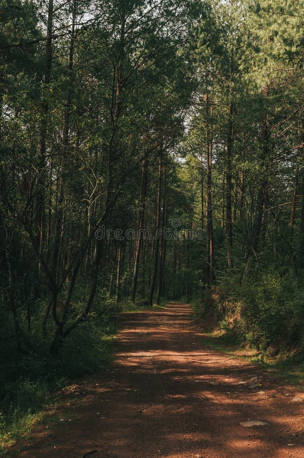 Path Inside the Forest of Very Tall Pine Trees, Surrounded by Green and ...