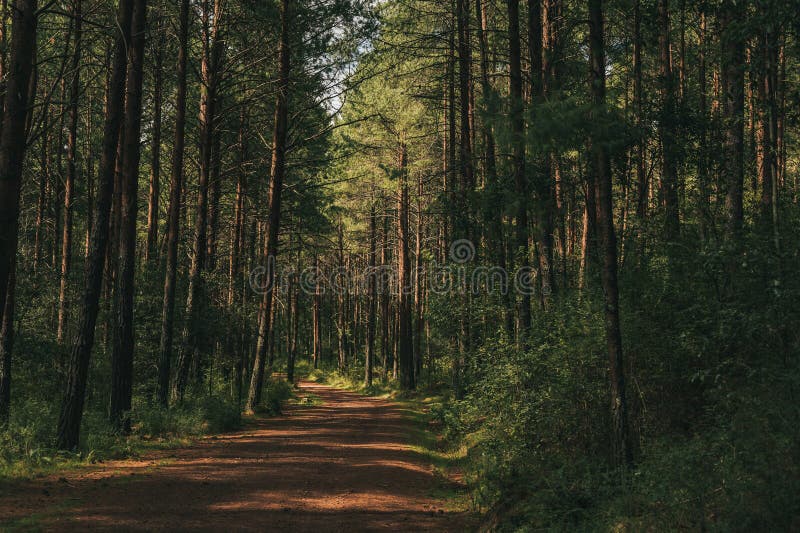 Path Inside the Forest of Very Tall Pine Trees, Surrounded by Green and ...
