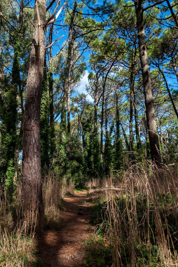 Path Inside the Forest of Villa Gesell Stock Image - Image of leaf ...