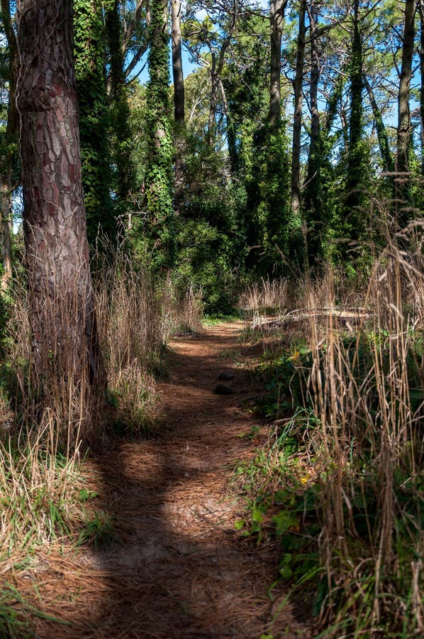 Path Inside the Forest of Villa Gesell Stock Photo - Image of outdoor ...