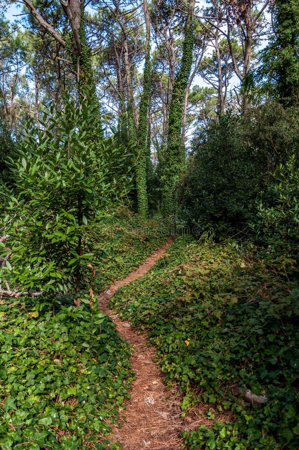Path Inside the Forest of Villa Gesell Stock Image - Image of massive ...