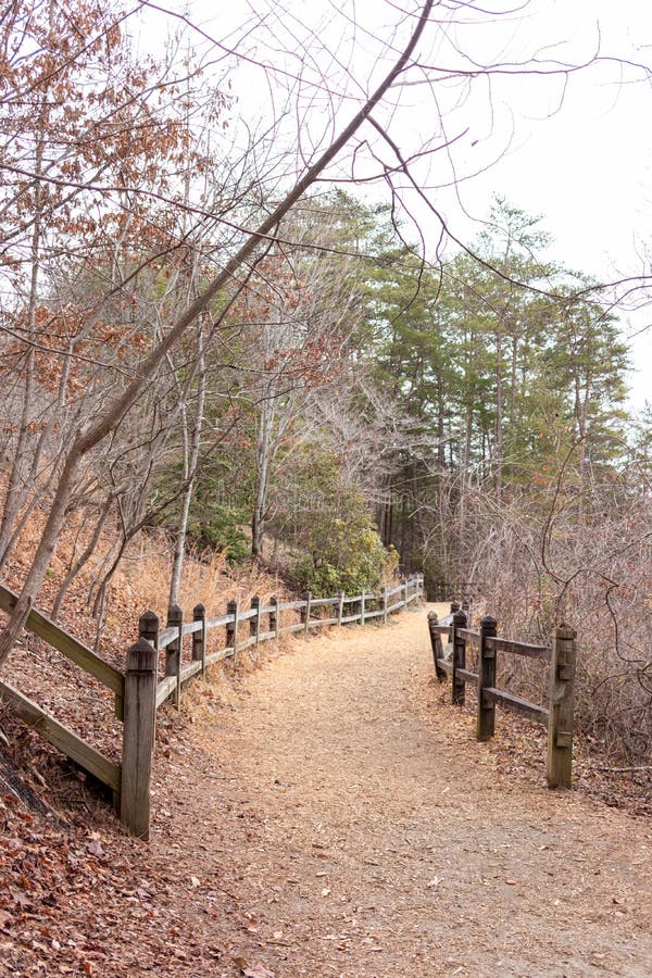 Path Inside the Forest with Wooden Fences Stock Image - Image of field ...