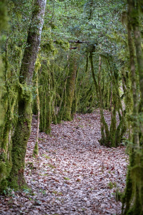 Path Inside a Green Forest with Trees Completely Covered with Moss and ...