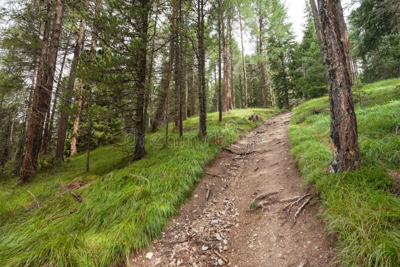 A Path Inside a Peaceful Forest in a Cloudy Day, No People Around Stock ...