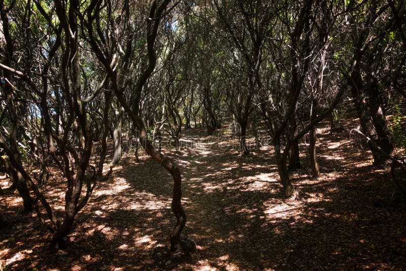 Path Inside the Shadows of the Dense Forest in Erimitis, Corfu, Greece ...