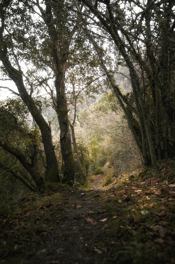 Path through the Interior of the Forest. Stock Image - Image of country ...