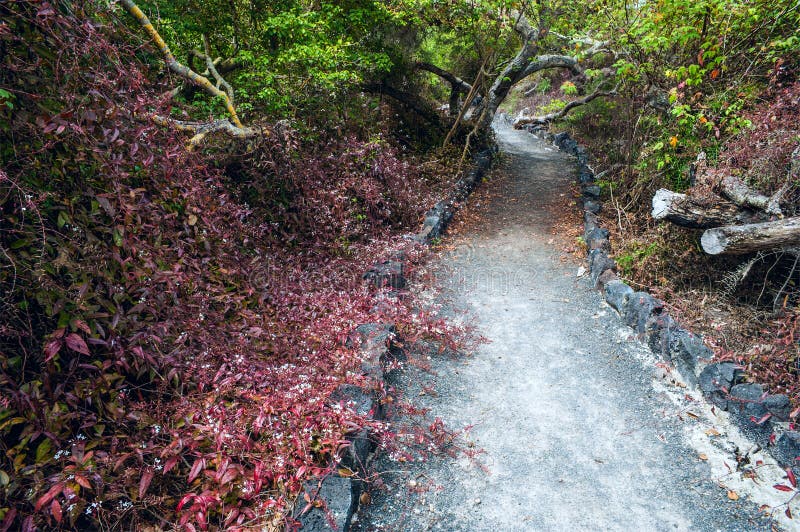 The Path on the Island of Isabela in the Galapagos Stock Image - Image ...