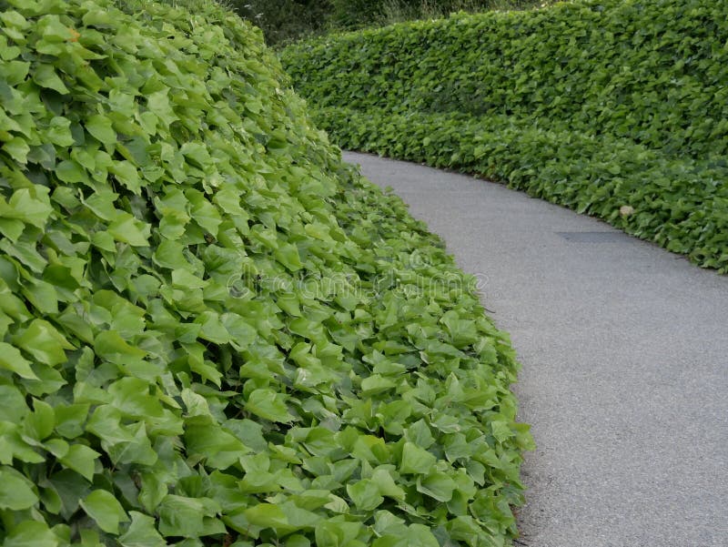 A Path in between Ivy Leaves, Lorient Stock Image - Image of pedestrian ...
