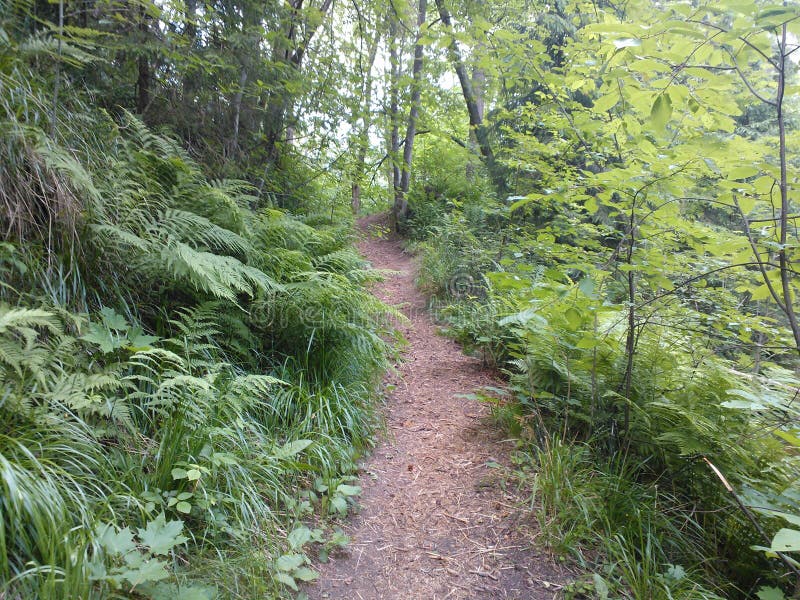 Path stock photo. Image of summer, tree, tropical, vegetation - 44625794