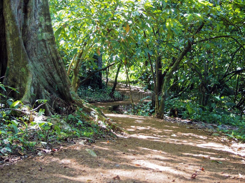 Into jungle path stock image. Image of jungle, holidays - 22001233