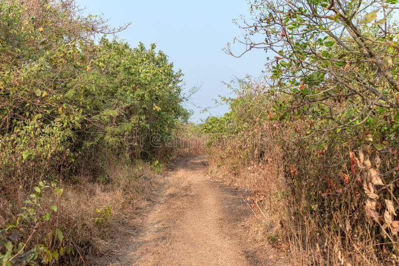 Path through the Jungle at Agonda Beach, Goa Stock Photo - Image of ...