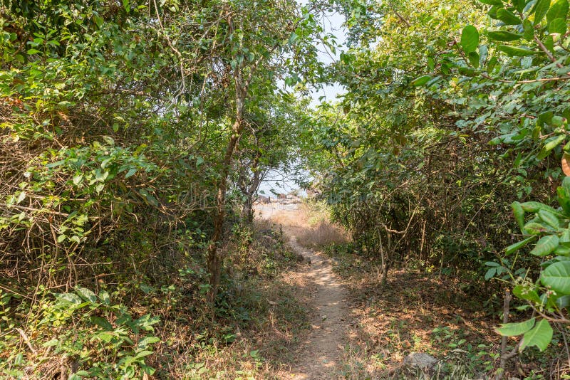 Path through the Jungle at Agonda Beach, Goa, India Stock Image - Image ...