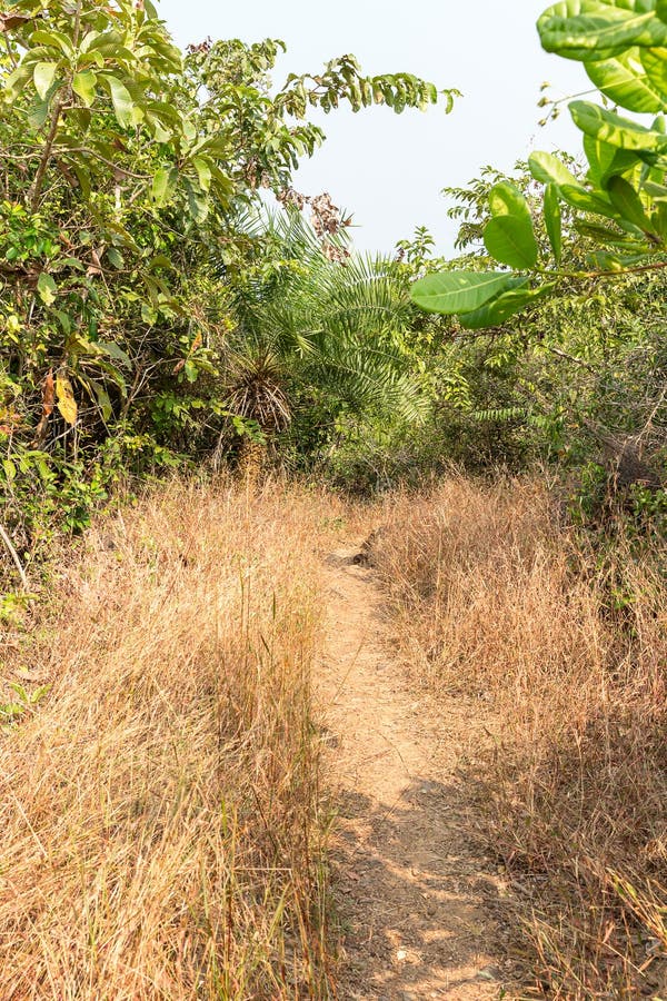 Path through the Jungle at Agonda Beach, Goa, India Stock Photo - Image ...