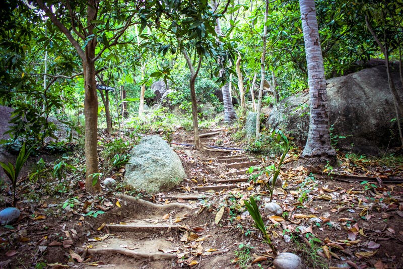 Path through the Jungle Forest in Koh Samui. Stock Photo - Image of ...