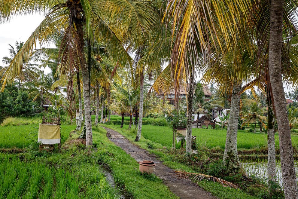 Path in the Jungle. Paddy Fields Around Stock Image - Image of ...