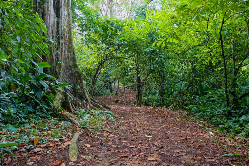 Into jungle path stock image. Image of jungle, holidays - 22001233