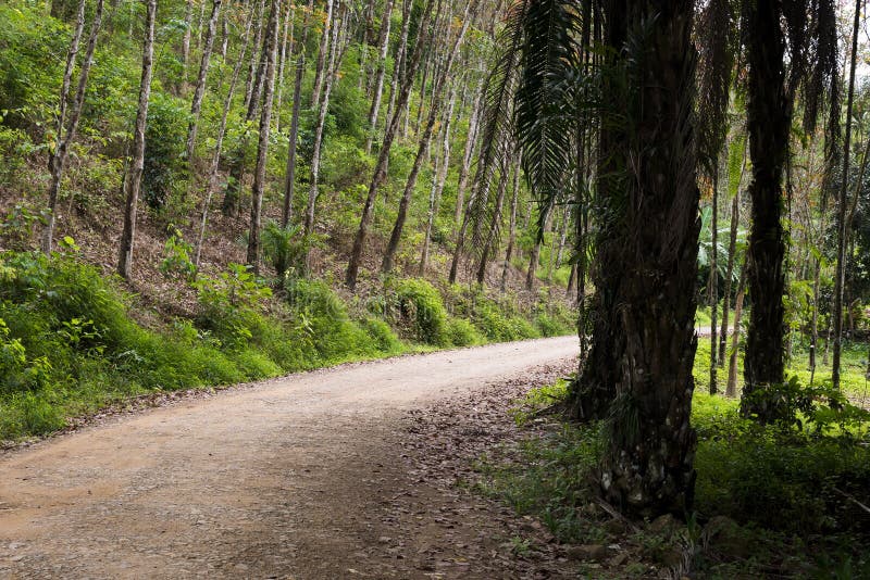 Path in the jungle stock image. Image of landscape, tree - 110718773
