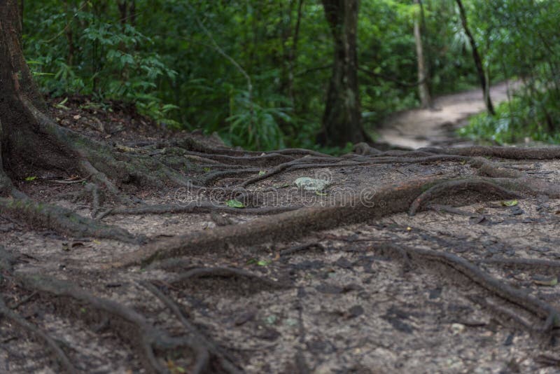 Jungle roots stock photo. Image of woodland, outside - 89777192