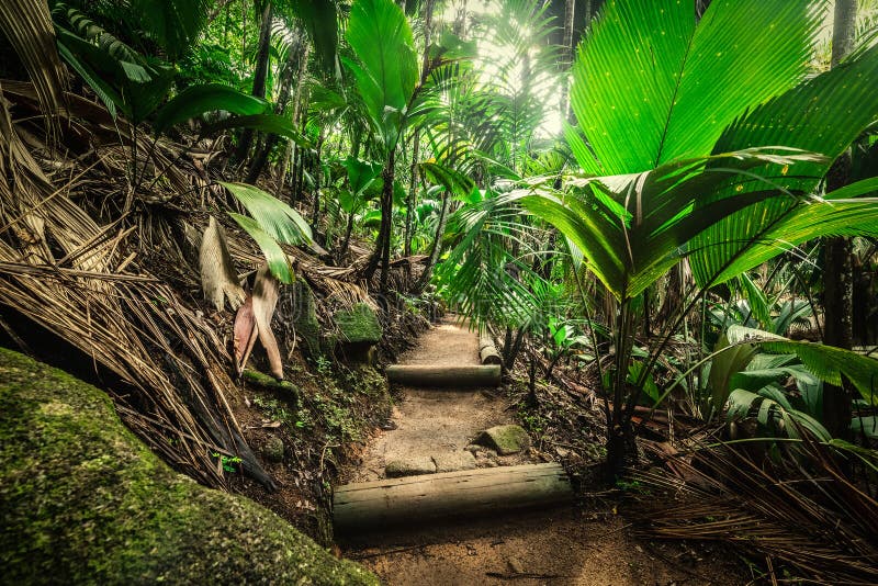 Path in the Jungle Surrounded by Lush Vegetation Stock Image - Image of ...