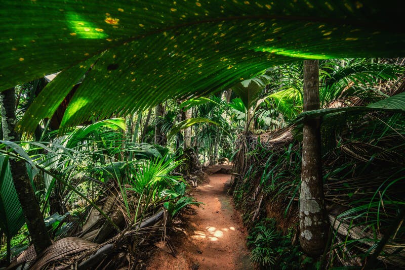 Path in the Jungle Surrounded by Tropical Plants in Praslin Island ...