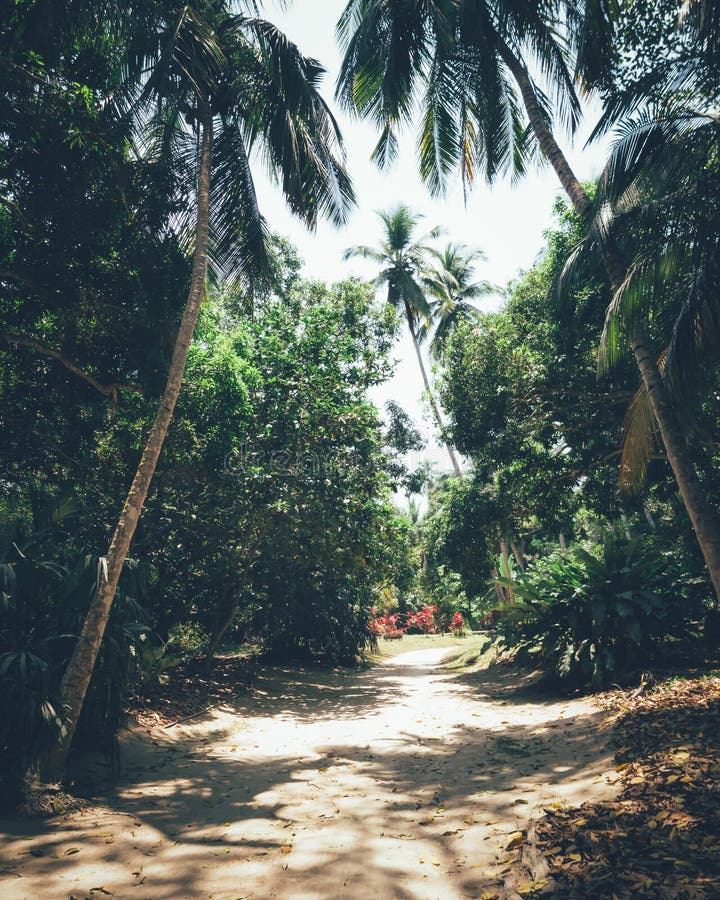 Path in the jungle stock photo. Image of sabah, beautiful - 95152252