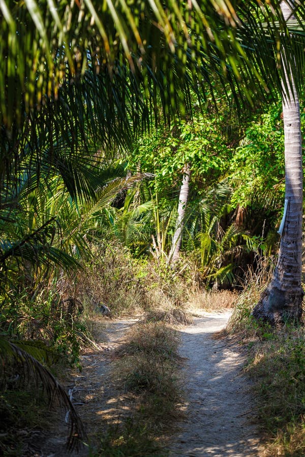Path in the jungle stock image. Image of island, park - 75942451