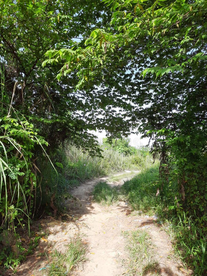 Kersen Trees Stock Photos - Free & Royalty-Free Stock Photos from ...