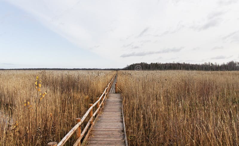 Path on lake surface. stock photo. Image of reeds, park - 41792044