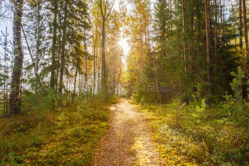 Path, Lane, Way, Pathway in Wild Autumn Forest Stock Photo - Image of ...