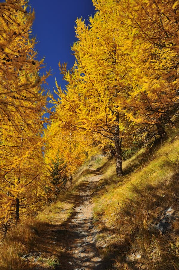 Path through Larch Wood in the Fall Stock Photo - Image of swiss ...