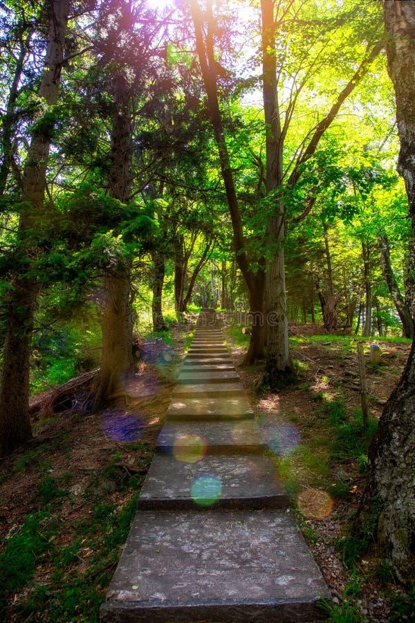 Path of Large Numbers of Steps in the Middle of a Forrest Stock Photo ...