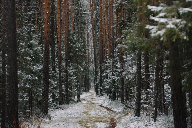 A Path in the Late Autumn Forest Stock Image - Image of foliage, autumn ...